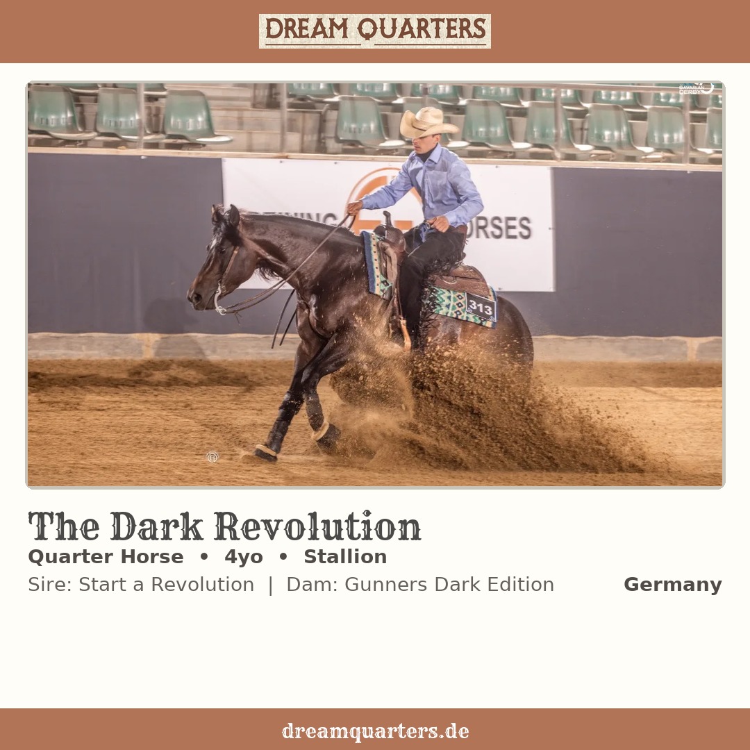 The Dark Revolution kaufen | Quarter Horse Stallion | Dream Quarters