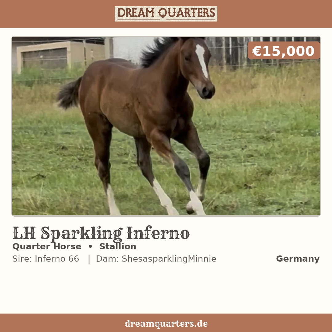LH Sparkling Inferno kaufen | Quarter Horse Stallion | Dream Quarters