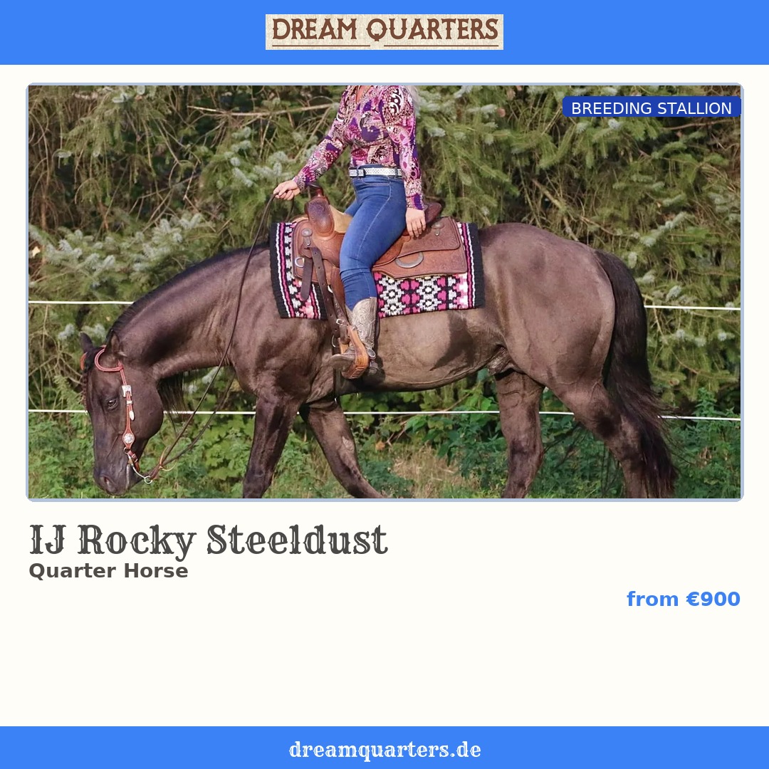 IJ Rocky Steeldust | Quarter Horse Deckhengst Deutschland | Dream Quarters