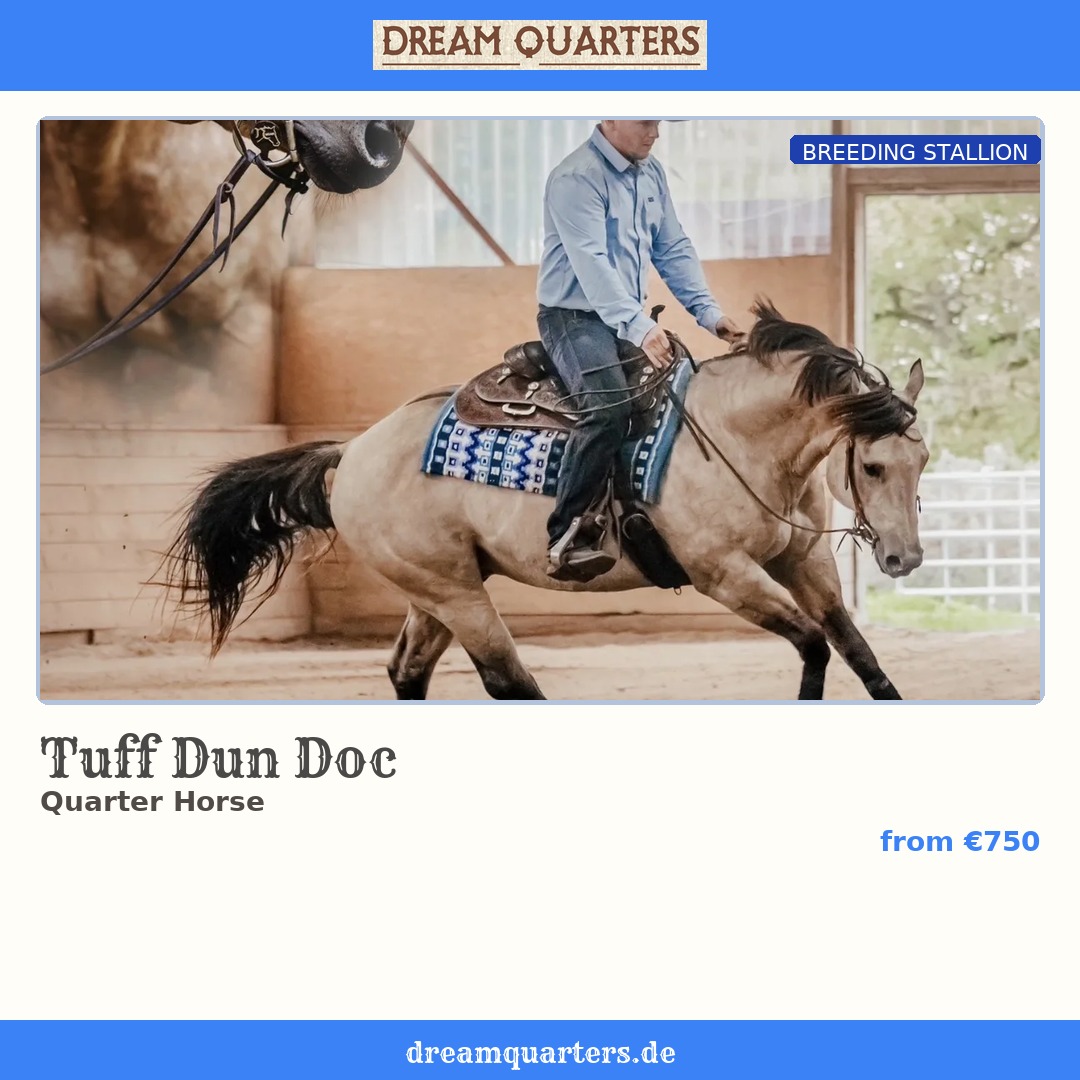 Tuff Dun Doc | Quarter Horse Deckhengst Deutschland | Dream Quarters